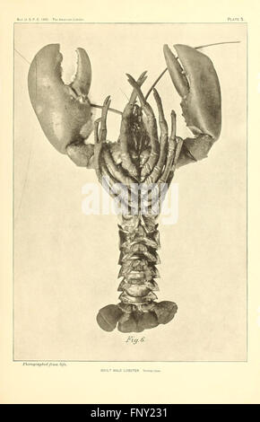 Plate 1 of 'The American Lobster' provides an illustration and ...