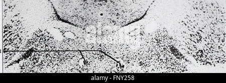 This 1911 study investigates the anatomy and development of the ...