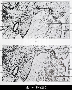 This 1911 study details the anatomical structure and developmental ...