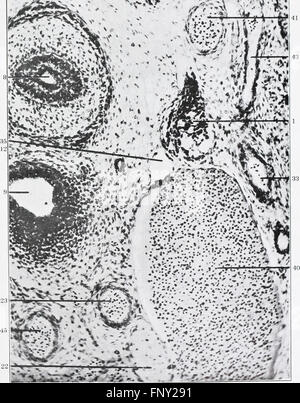 A 1911 study detailing the anatomy and development of the lymphatic ...