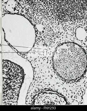 This 1911 study provides a detailed examination of the anatomy and ...
