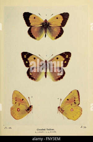 'The Butterflies of the British Isles' provides a detailed look at the ...