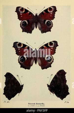 This plate from 'The Butterflies of the British Isles' depicts various ...