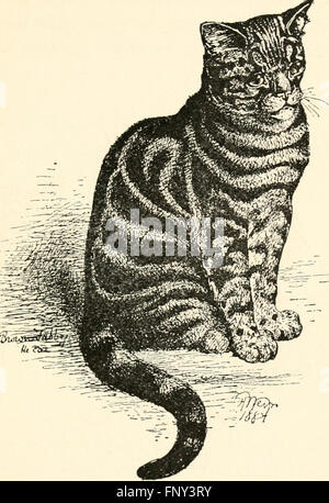 This guide provides a detailed classification of cat breeds and ...