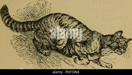 This 1895 guide covers the classification of cats, including various ...