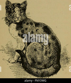 This 1895 guide provides an overview of the classification of cats ...