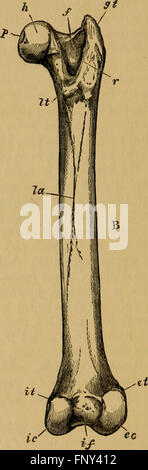 A study focused on the anatomy of vertebrates, exploring their ...