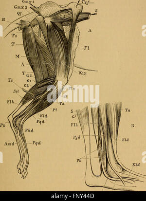 This 1881 work introduces the study of backboned animals, with a ...