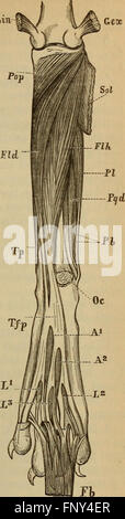 'Biology of the Vertebrates' provides a comparative study of humans and ...