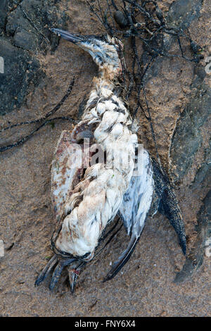 Dead sea bird lying on sandy beach amongst seaweed on Isle of Lewis ...