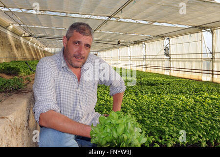 Traditional Ligurian basil growing in the greenhouse, Prà village ...