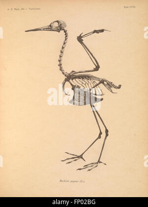 This plate features illustrations of bird skeletons, focusing on their ...