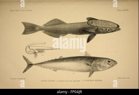 *The Fishes of Great Britain and Ireland* (Plate LI) illustrates ...