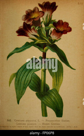 This plate illustrates various alpine plant species found in the ...