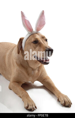 Funny Labrador dog with Easter bunny ears on pink background Stock ...