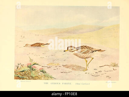 'A Bird Collector's Medley' features an illustration of various bird ...