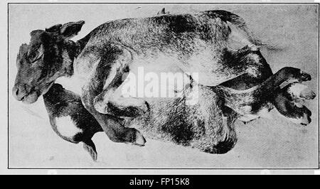 Veterinary obstetrics, including the diseases of breeding animals and ...