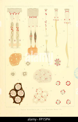 A scientific report from the German Deep Sea Expedition on the ship ...