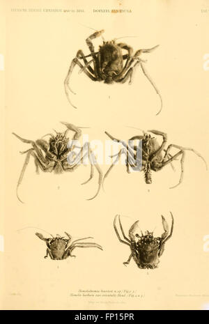 This report, part of the German Deep-Sea Expedition aboard the ...