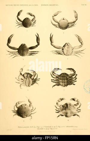 Scientific results of the German Deep Sea Expedition on the Valdivia ...