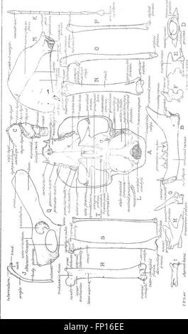 A detailed anatomical study and dissection guide for laboratory frogs ...
