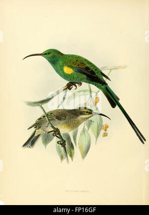This monograph explores the Nectariniidae family, or sun-birds ...