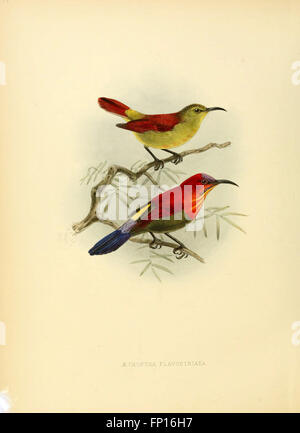 A detailed monograph on the Nectariniidae family, also known as sun ...