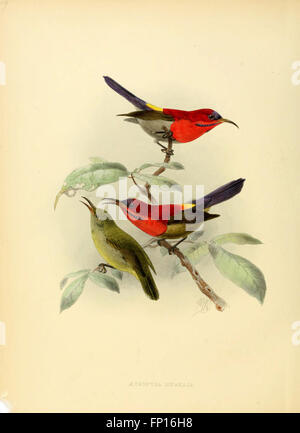 'A Monograph of the Nectariniidae' is a detailed study of the sunbird ...