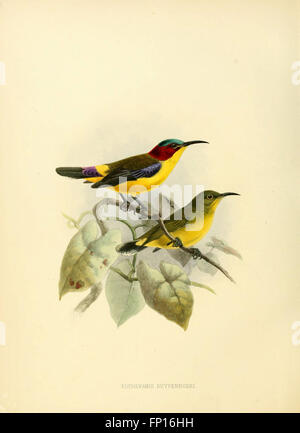 A Monograph of the Nectariniidae (Sun-birds) focuses on the ...