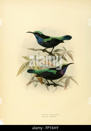 This monograph focuses on the Nectariniidae family, also known as ...