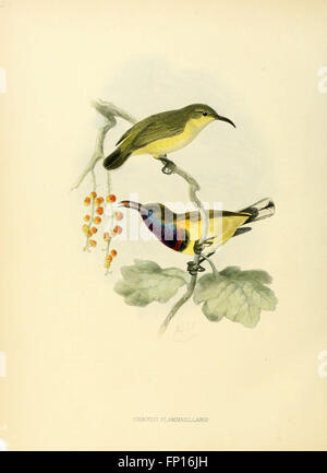 A detailed monograph on the Nectariniidae family, also known as sun ...