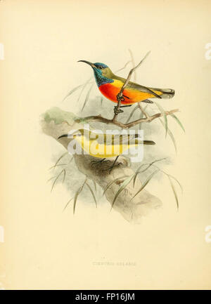 This monograph focuses on the Nectariniidae family, also known as ...