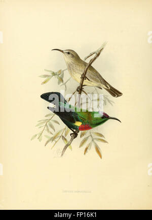 This monograph presents an in-depth study of North American rodents ...