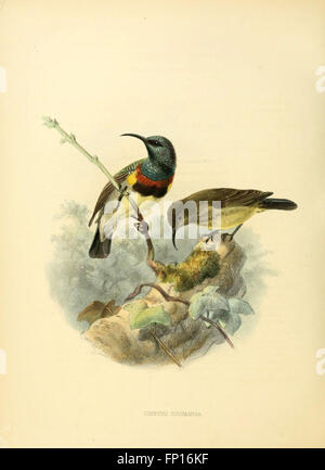 This monograph explores the Nectariniidae family, commonly known as sun ...