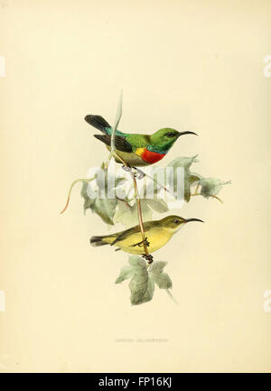 This monograph focuses on the family Nectariniidae, commonly known as ...