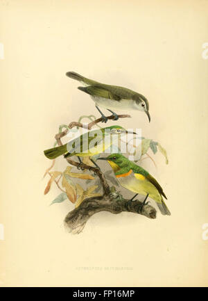 This monograph provides a detailed study of the Nectariniidae family ...