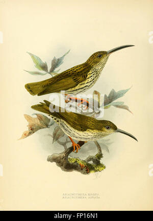 A detailed monograph on the Nectariniidae family, commonly known as sun ...