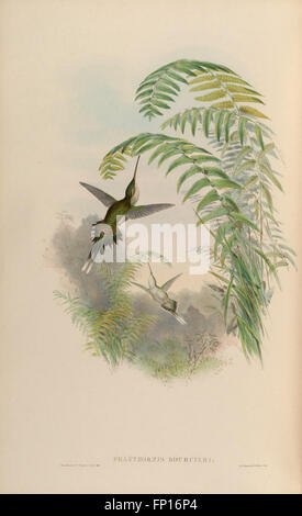 This monograph focuses on the family Trochilidae, detailing various ...