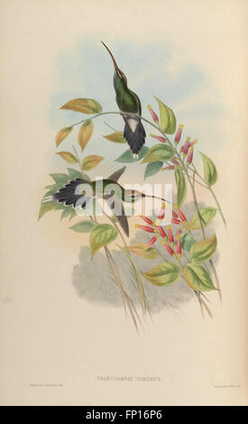 This monograph details the hummingbird family (Trochilidae), providing ...
