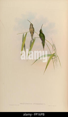 This monograph on the Trochilidae family of hummingbirds includes Plate ...