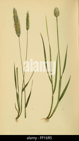 Plate III from 'British Grasses' showcases a variety of grass species ...