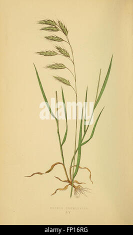 *A Natural History of British Grasses* (Plate LIV) is a detailed study ...