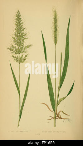 'A Natural History of British Grasses' (Plate XXII) provides detailed ...