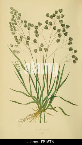 *A Natural History of British Grasses* details various species of ...