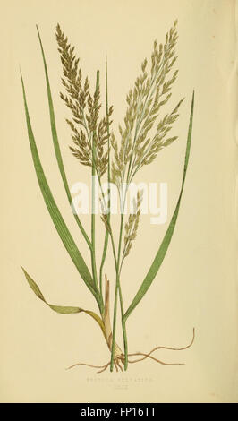 *A Natural History of British Grasses* (Plate LIV) is a detailed study ...