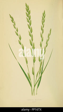 'A Natural History of British Grasses' (Plate XXII) provides detailed ...