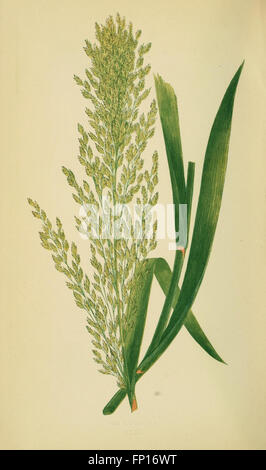 This plate illustrates various species of grasses and sedges native to ...