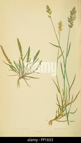 'British Grasses' presents detailed illustrations and descriptions of ...