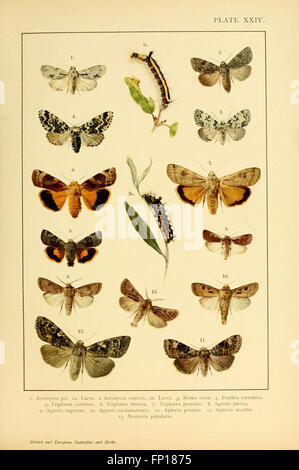 This work showcases the diversity of butterflies and moths through ...