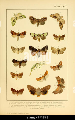 This plate illustrates British moth species and their life cycle ...